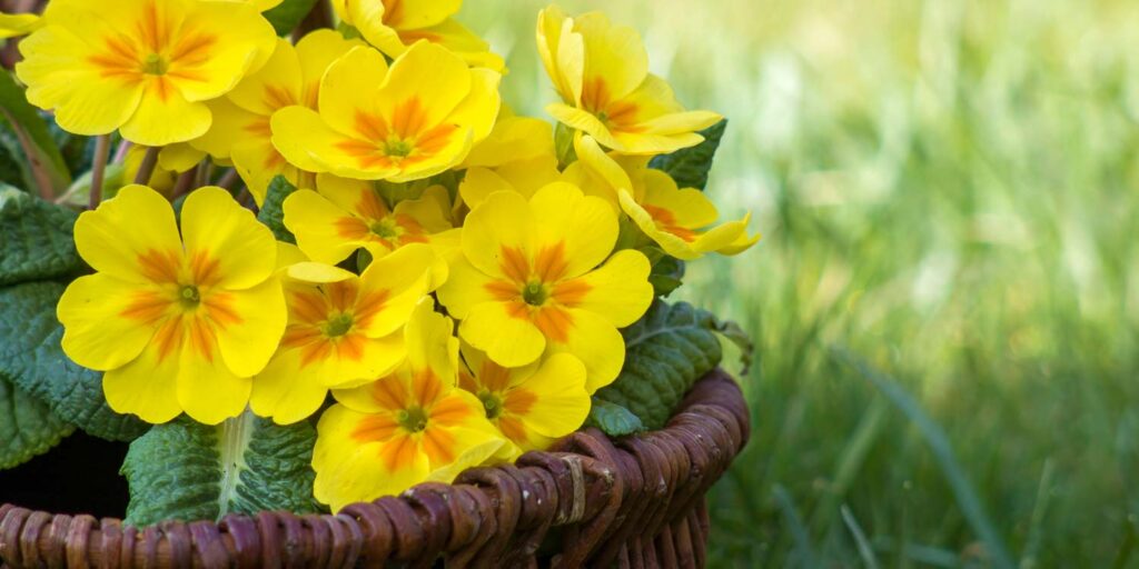 Take a Bite Out of Your Flower Bed: A Guide to Edible Flowers ...